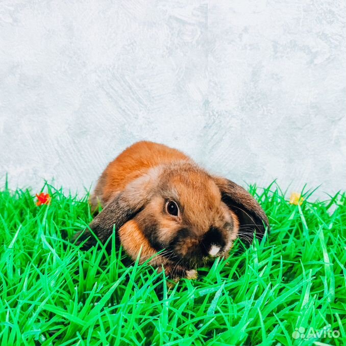 Карликовый кролик - очень редкий