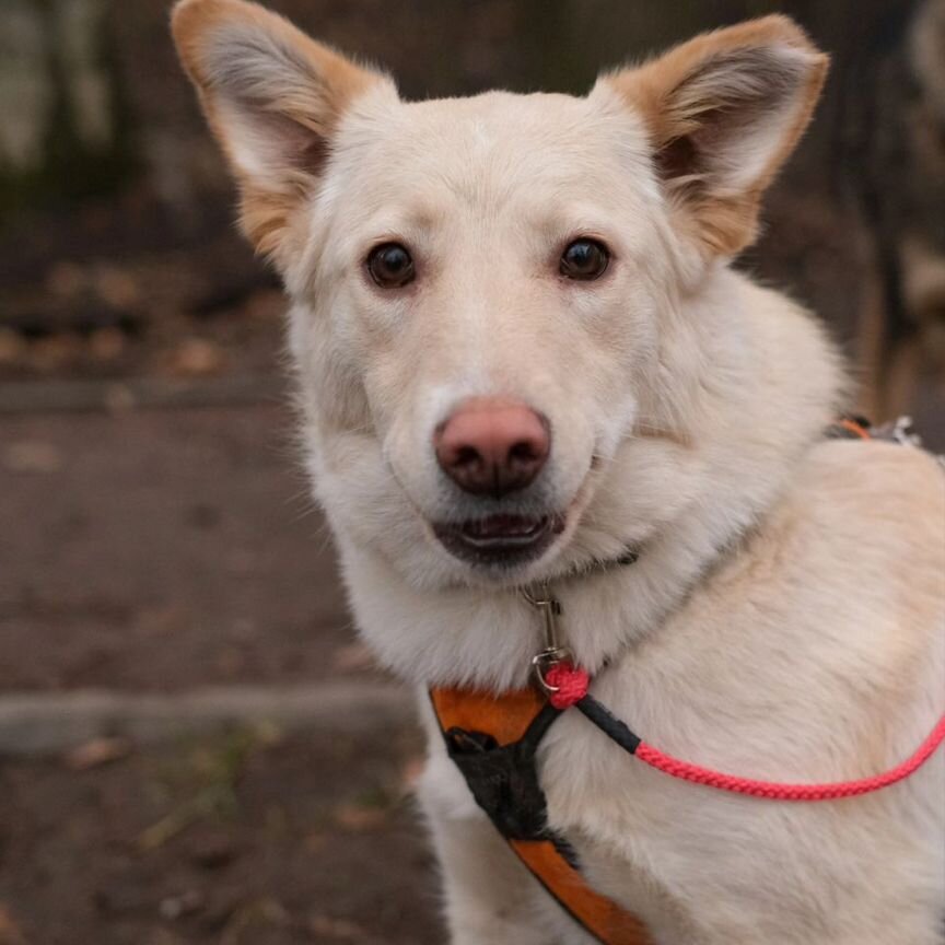 Коричневый нос в добрые руки: Бланка из приюта