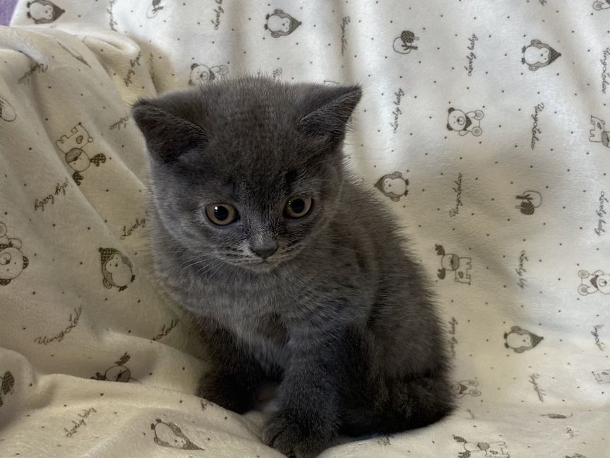 Британские котята