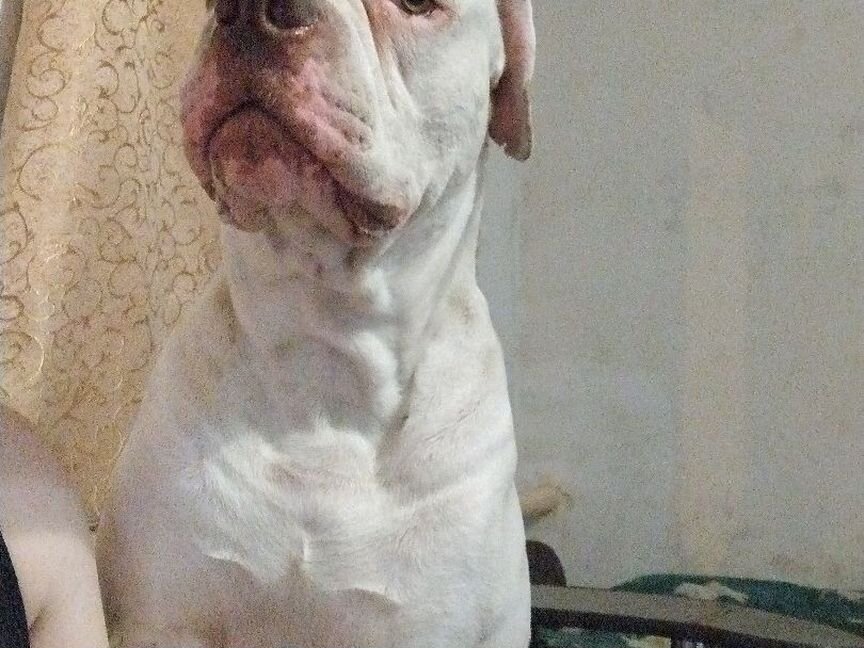 Помесь Стаффорда и аргентинца вязка