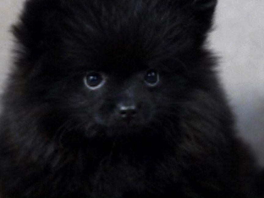 Померанский шпиц