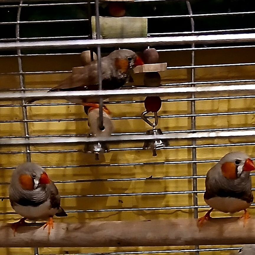 Продам зебровых амадинов птиц