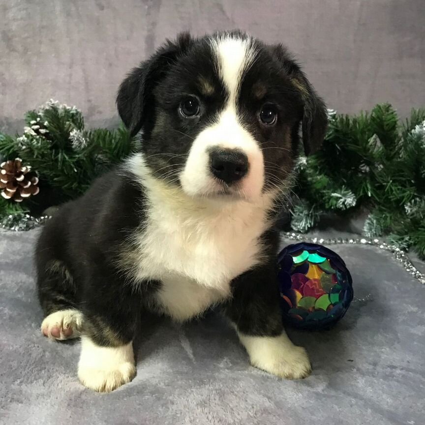 Кардиганчики