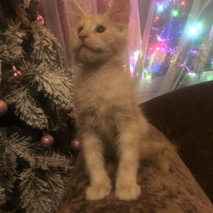 Мейн-кун котёнок