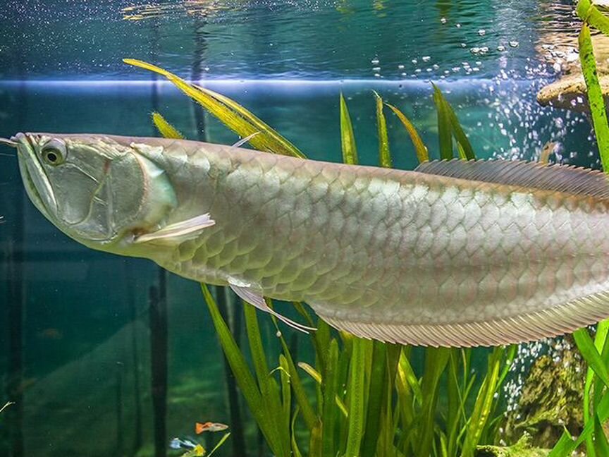 Арована серебряная