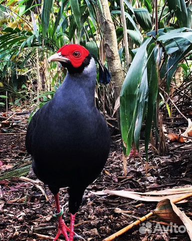 Непальский фазан