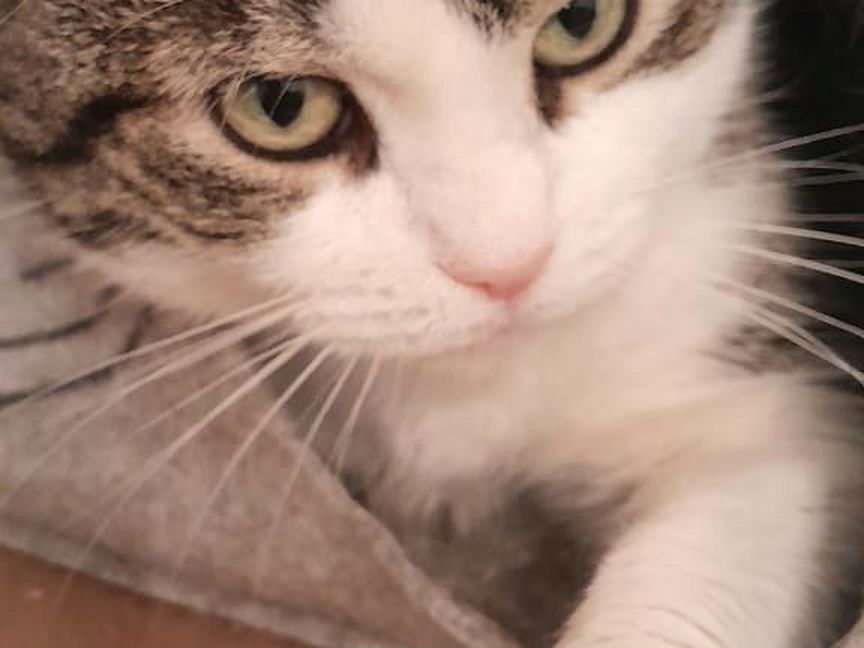 Ласковая кошечка Люся