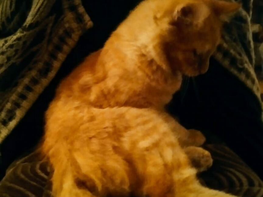 Рыжий котик