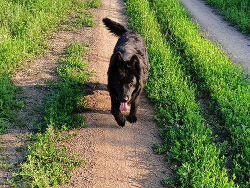 Животные вязка