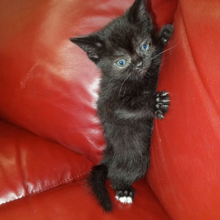 Котята