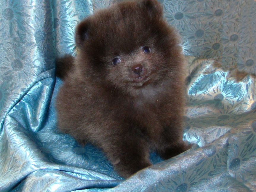 Шпиц мальчик красавчик