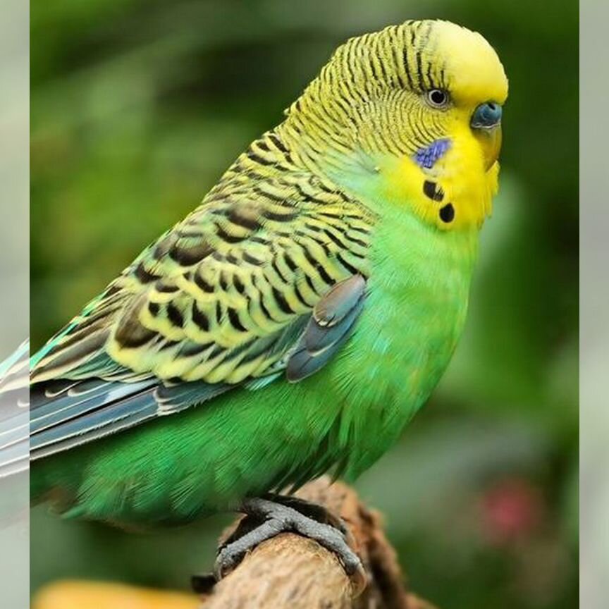 Попугай Ввп чех