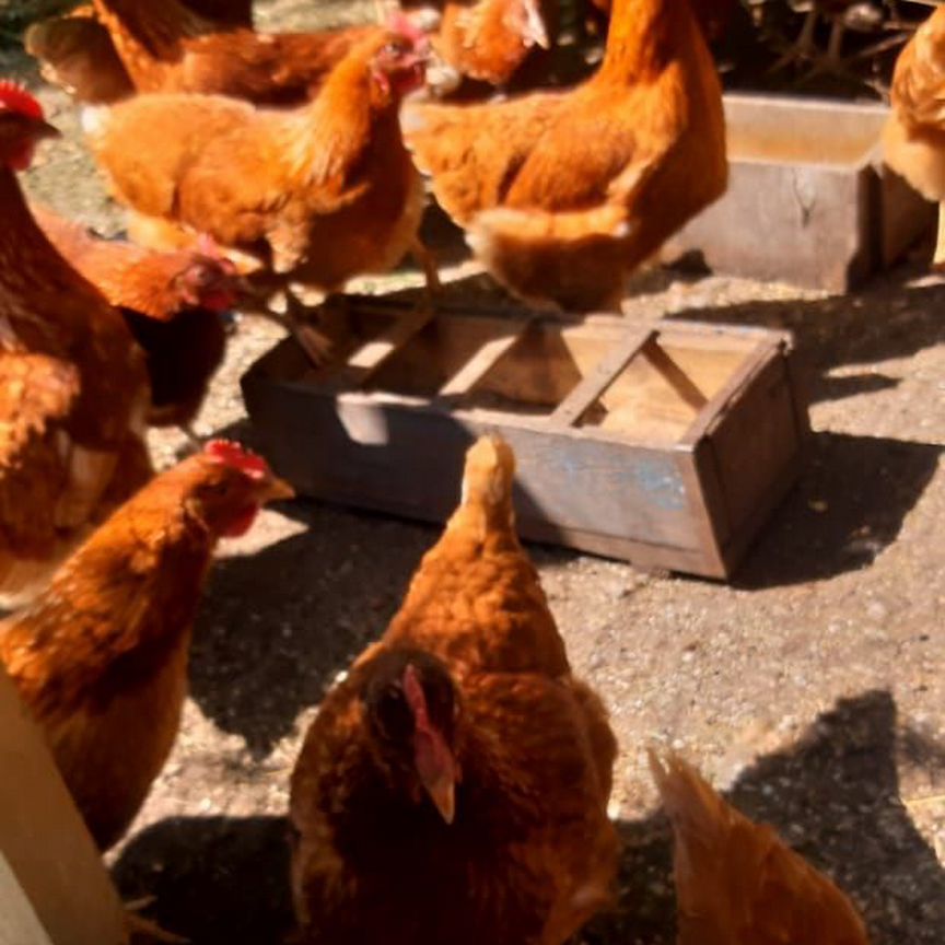 Куры несушки родонит