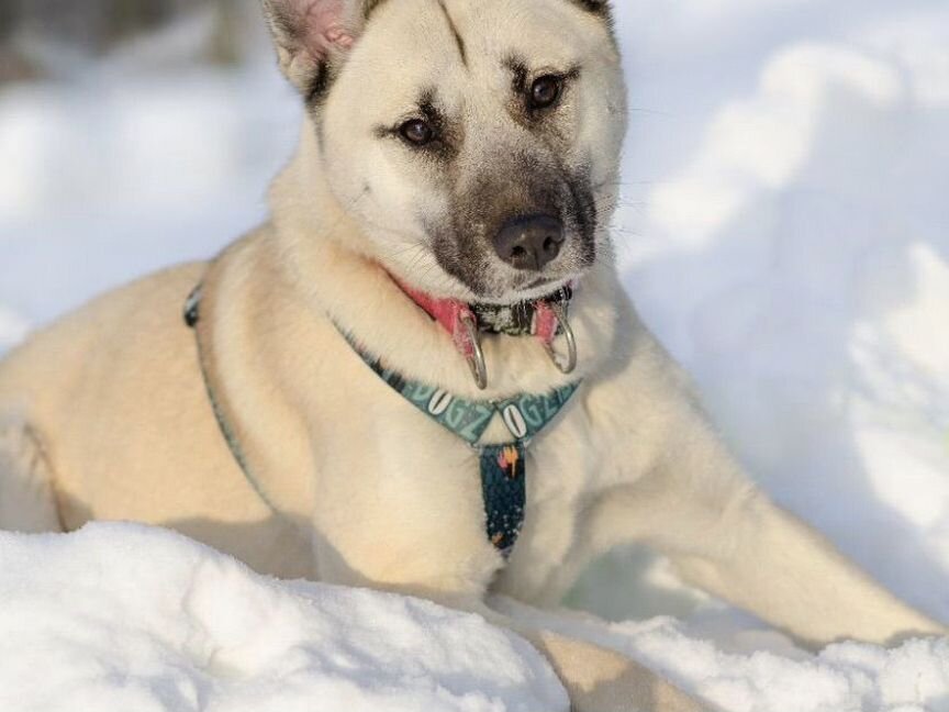 Собака в добрые руки отдам бесплатно