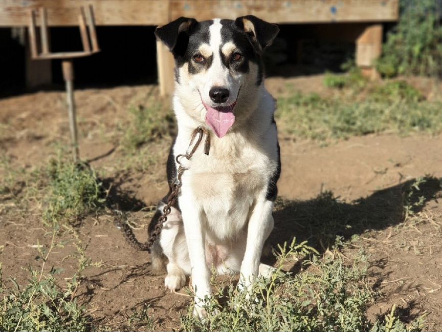 Собака Тася в добрые руки