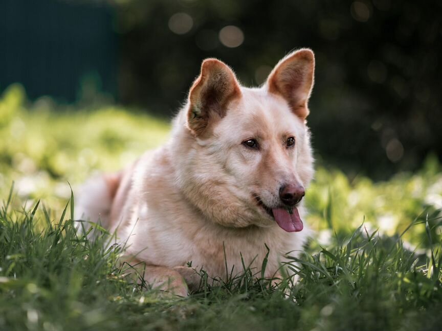 Немецкая овчарка в дар