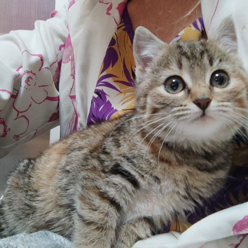 Котенок трехцветка