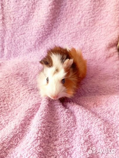 Морская свинка