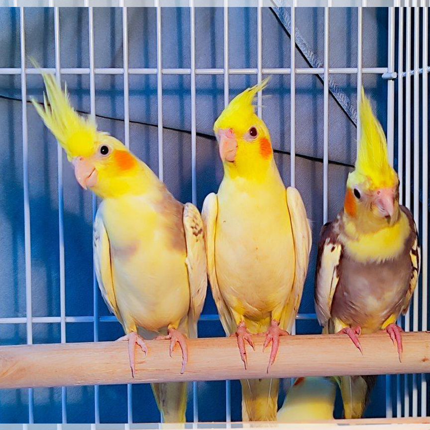 Попугай корелла птенцы от говорящих родителей