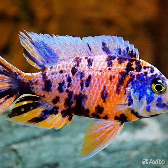 Аулонокара мультиколор Аквариумные рыбки магазин