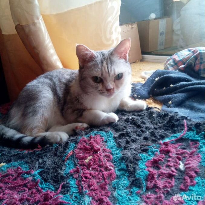 Кошка Пуся