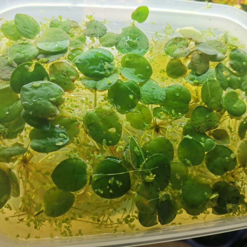 Лимнобиум побегоносный