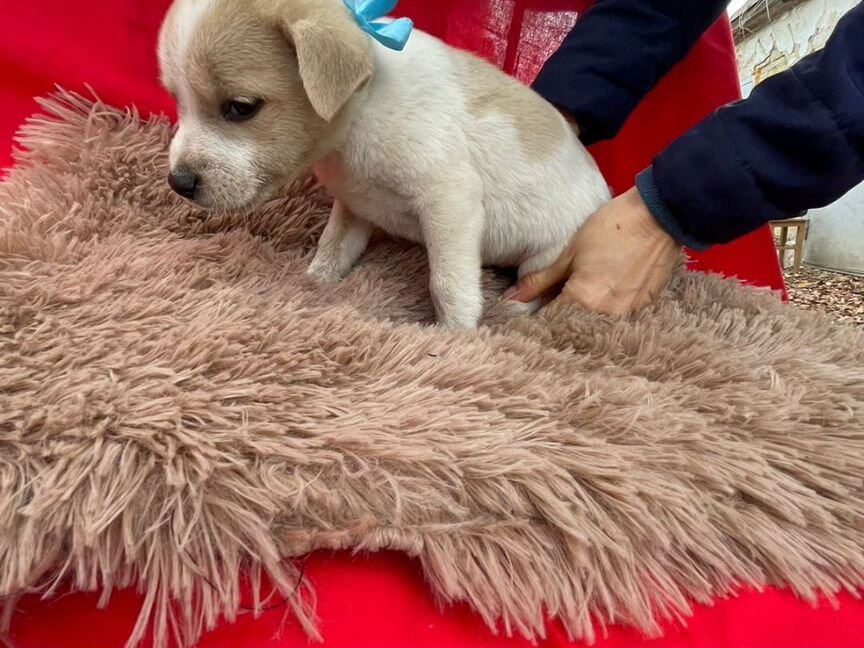 Нуждаются в доме брошенные в холодном поле щенки