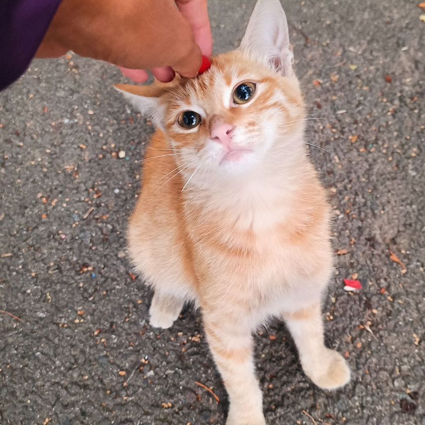Рыжий котенок в добрые руки