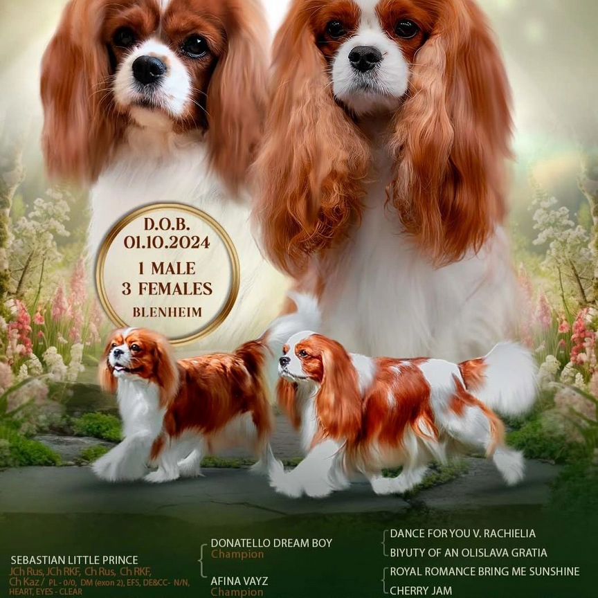 Щенки кавалер кинг чарльз спаниель