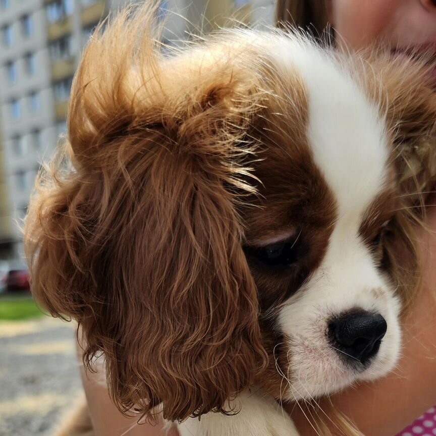 Кавалер кинг чарльз спаниель