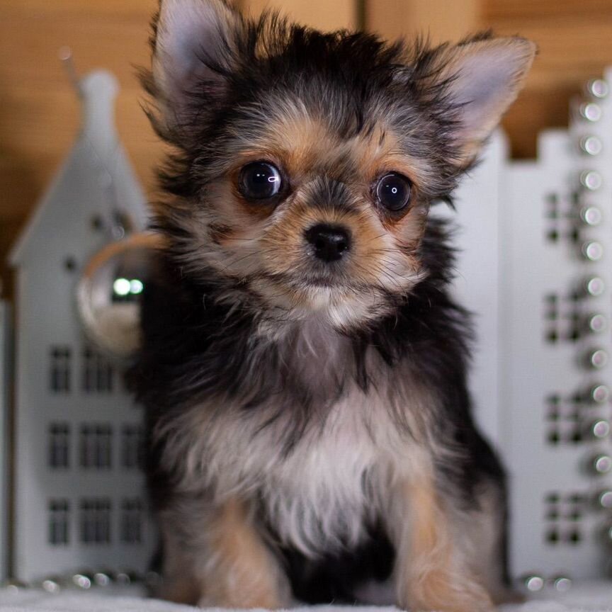 Йоркширский терьер, щенок