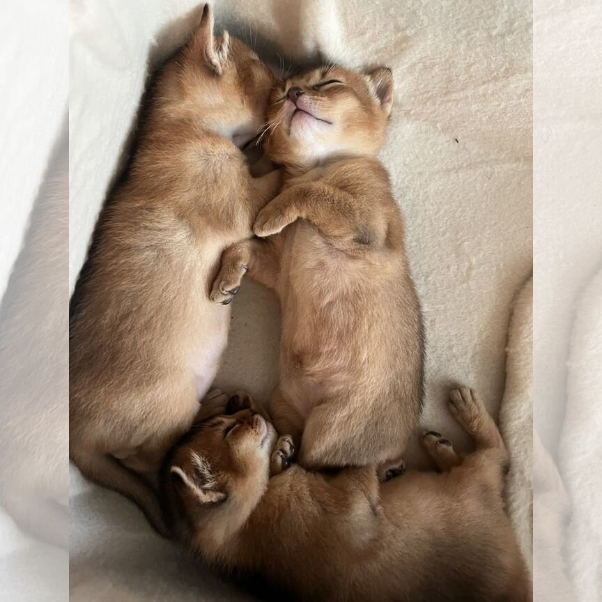 Абиссинские котята