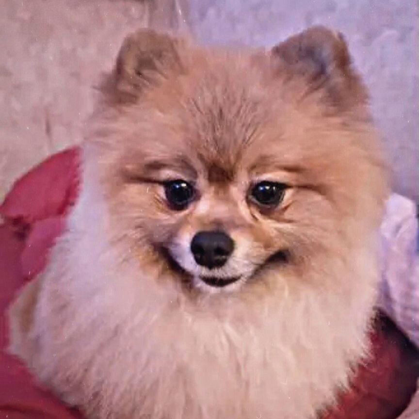 Карликовый шпиц