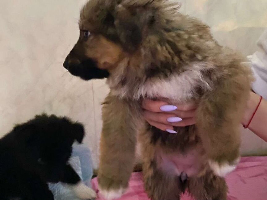 Щенки в добрые руки