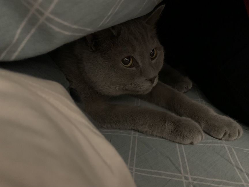 Котенок британец