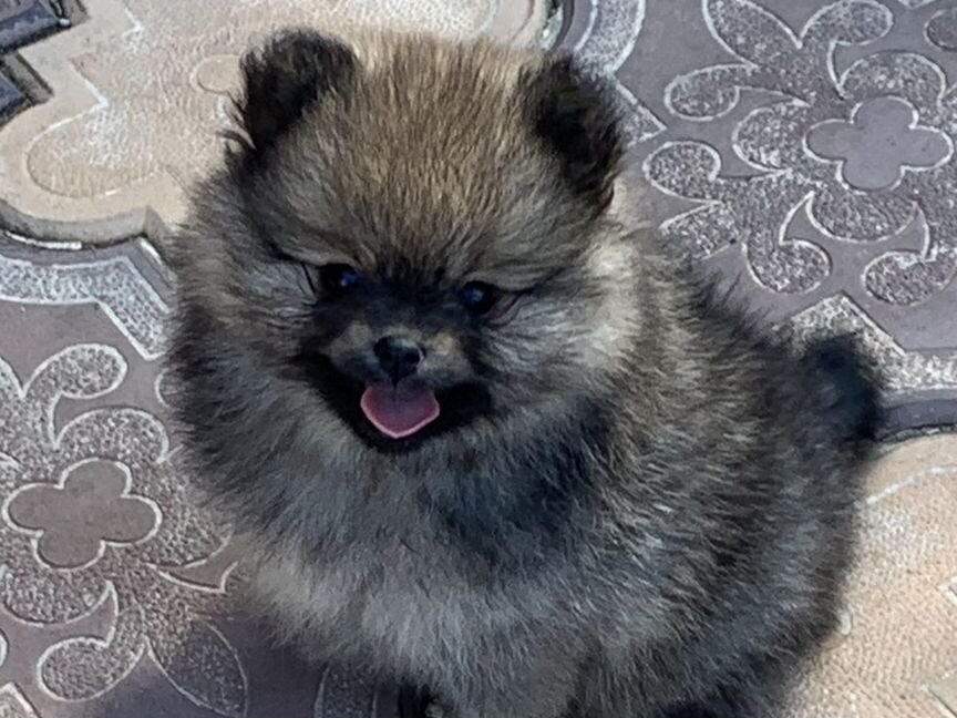 Девочка померанский шпиц