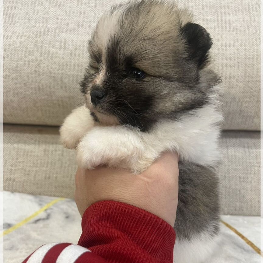 Померанский шпиц, щенок