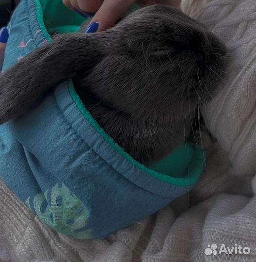 Кролик на вязку / Кролик на случку