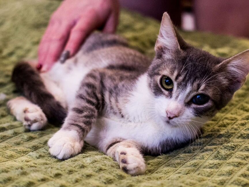 Котенок Киндер 6 месяцев