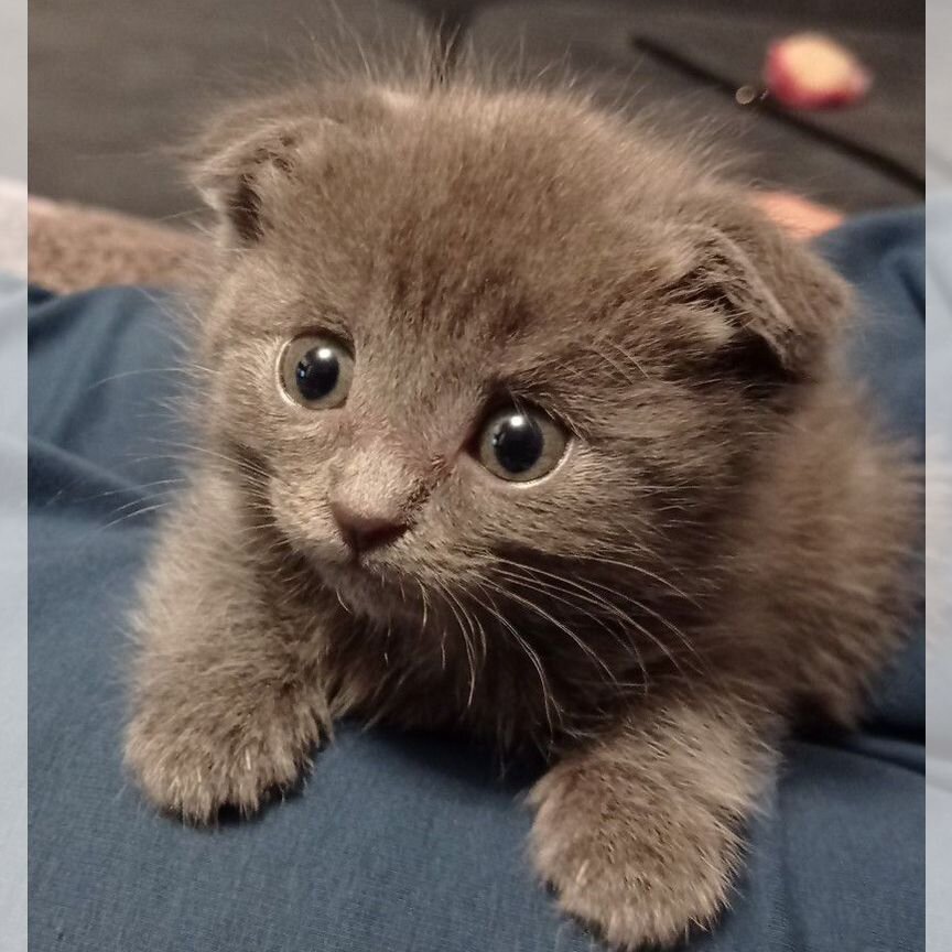 Шотландская вислоухая