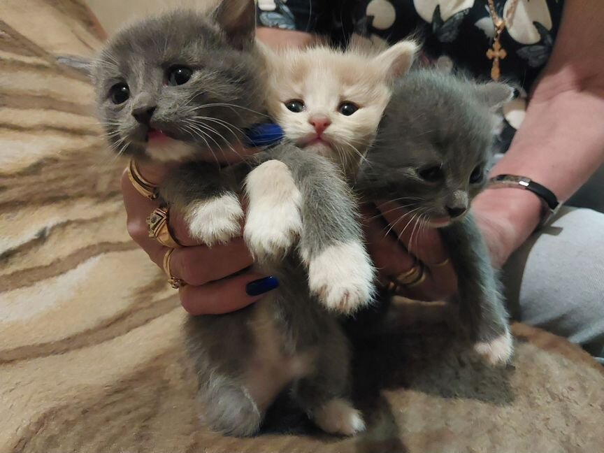 Маленькие комочки счастья