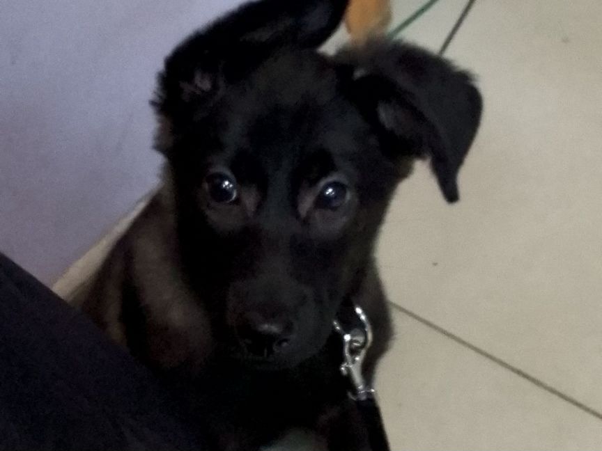 Собака в добрые руки отдам бесплатно