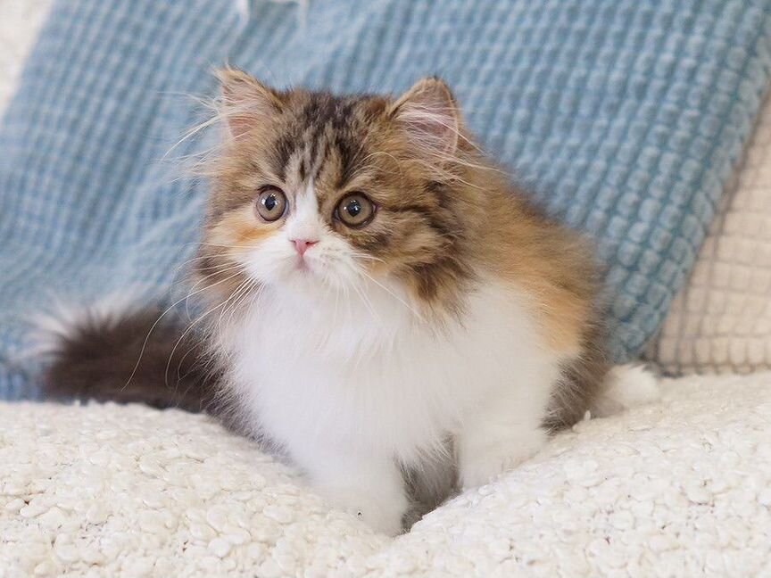 Котенок шотландский черепаховый окрас