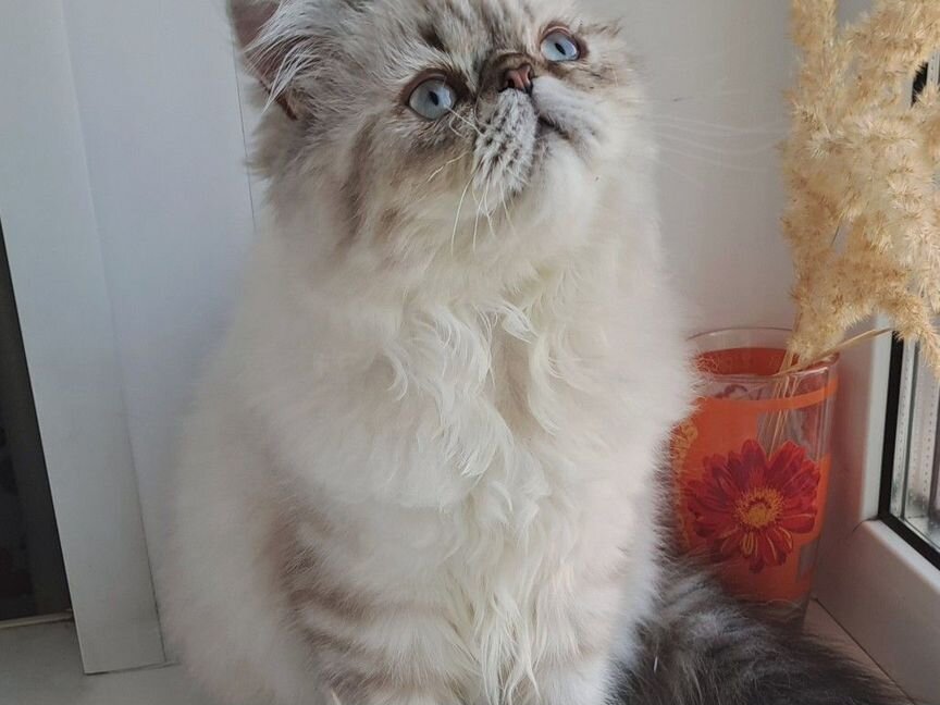 Персидская кот вязка