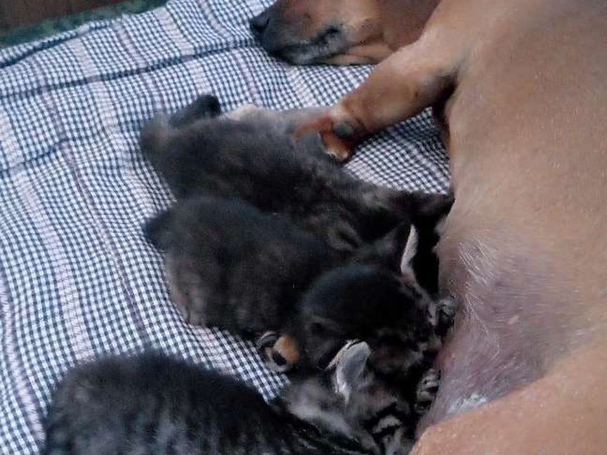 Котята в добрые руки