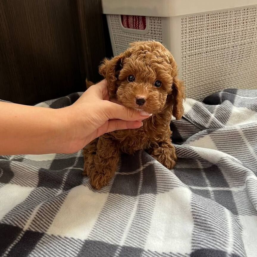 Той-пудель mini щенки