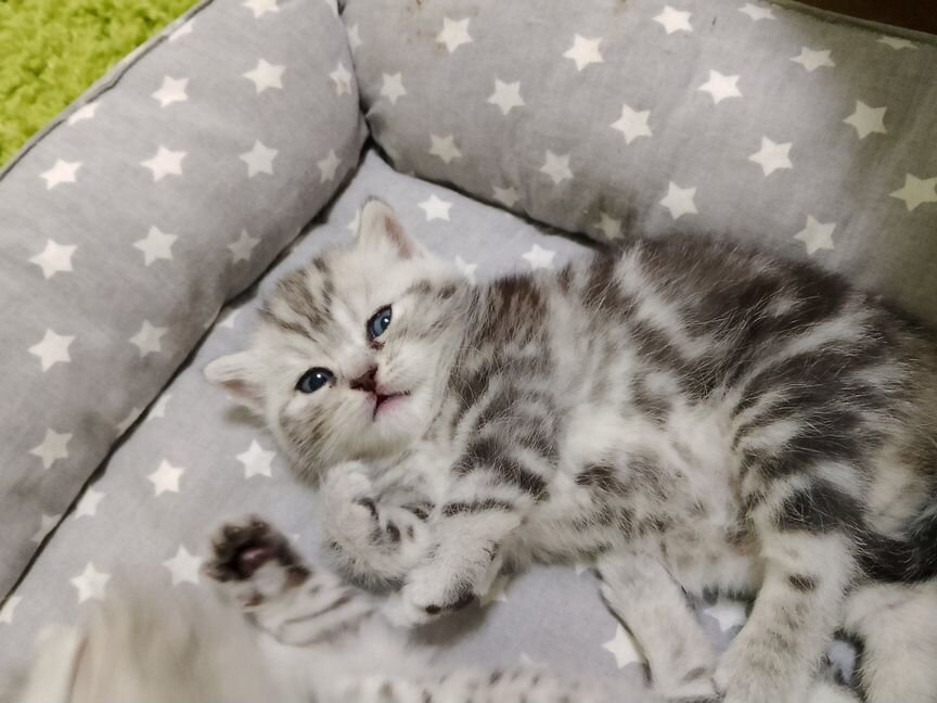 Шотландская прямоухая кошечка