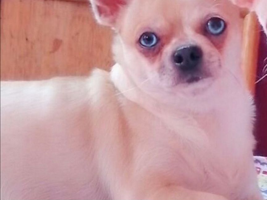 Щенки чихуахуа