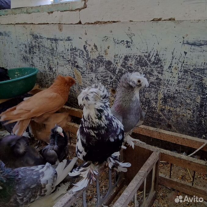 Продажа бухарских, кучерявых голубей