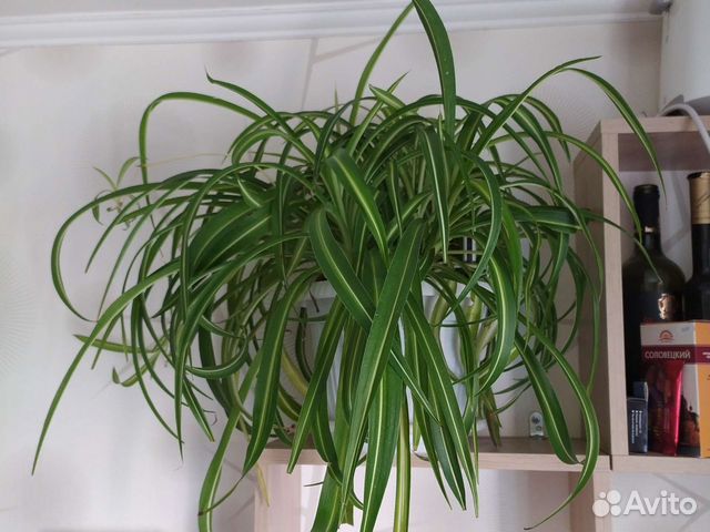 Хлорофитум бонни купить в Санкт-Петербурге | Товары для дома и дачи | Авито